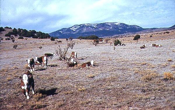 Carrizo Valley Ranch – New Mexico Land Conservancy