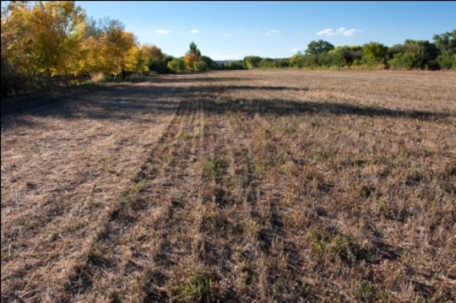Gonzales Farmland – New Mexico Land Conservancy