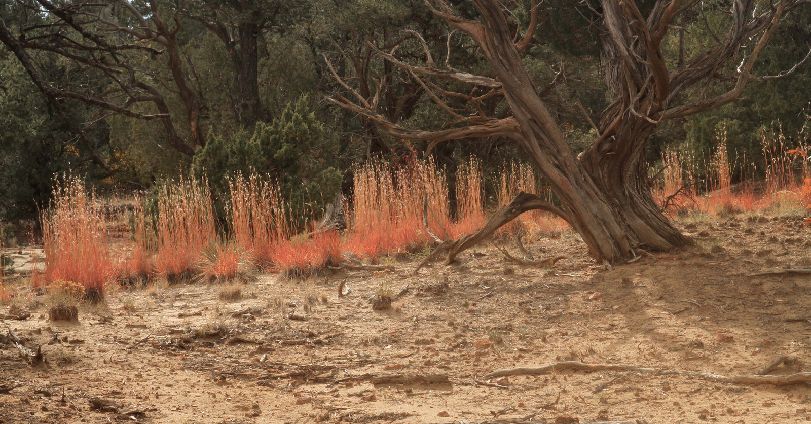 Tecolote de Mesa Portales – New Mexico Land Conservancy