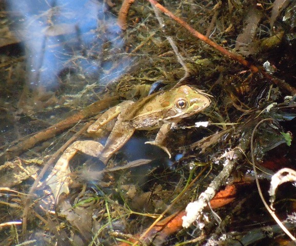 Bringing the Water Back | The Pitchfork Ranch – New Mexico Land Conservancy