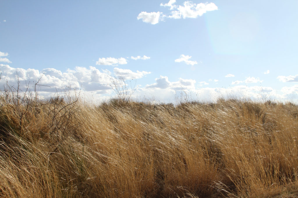 Davis Spear Ranch – New Mexico Land Conservancy