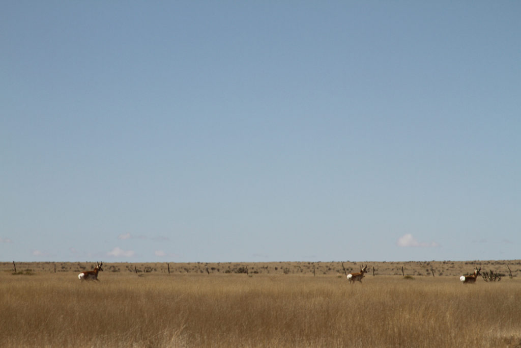Davis Spear Ranch – New Mexico Land Conservancy