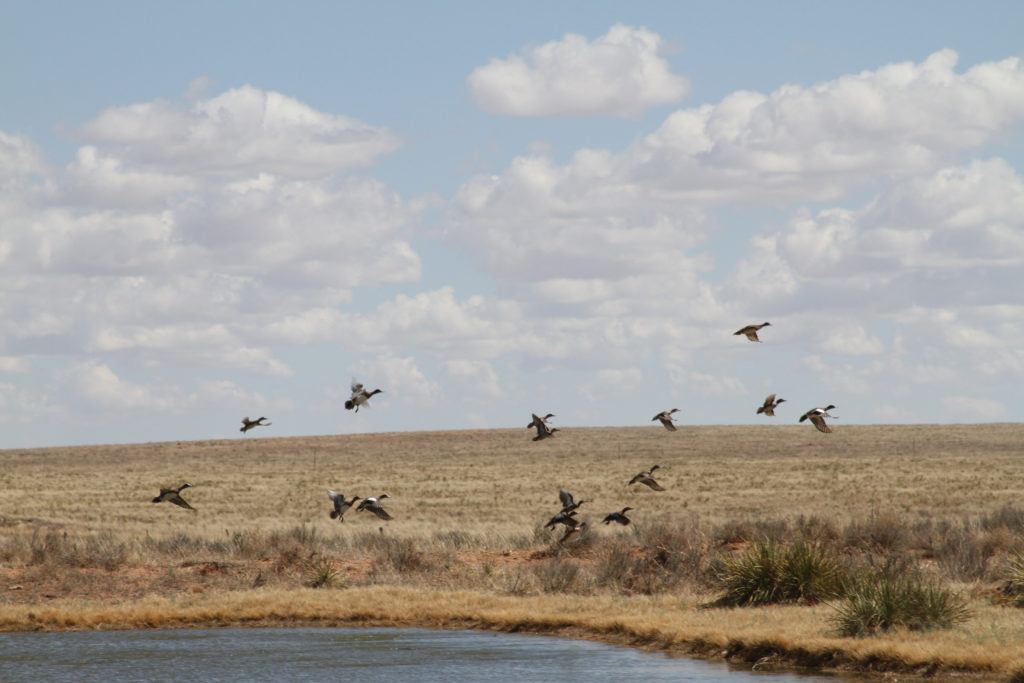 Davis Spear Ranch – New Mexico Land Conservancy