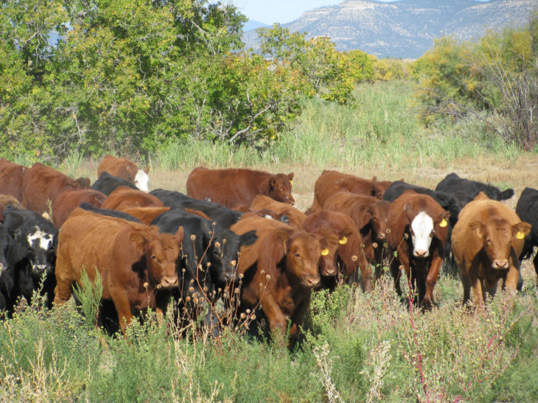 CS Ranch – New Mexico Land Conservancy
