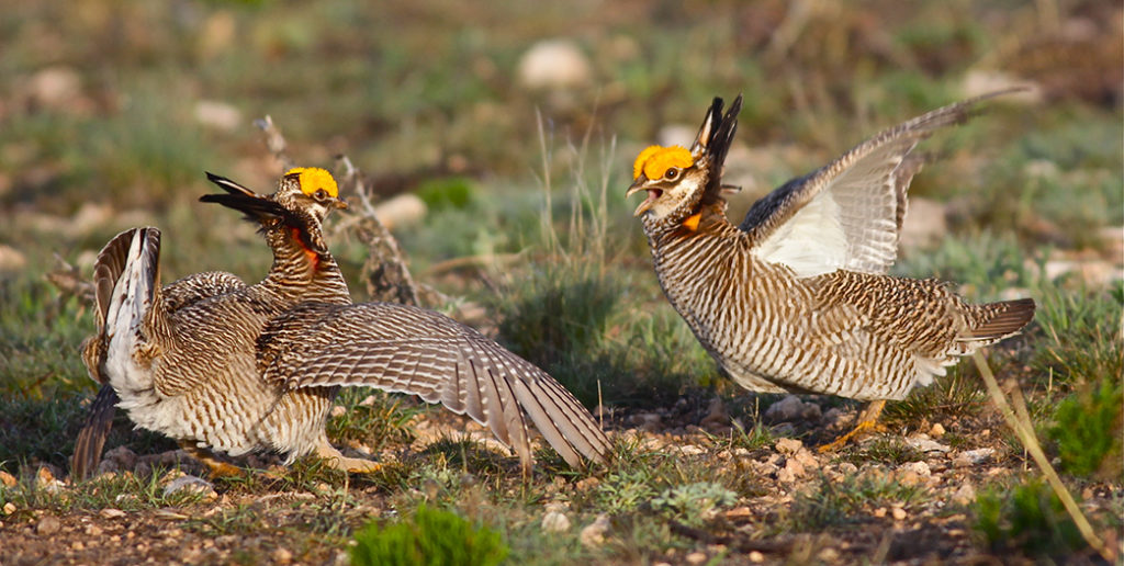 Lost Draw Conservation Bank – New Mexico Land Conservancy