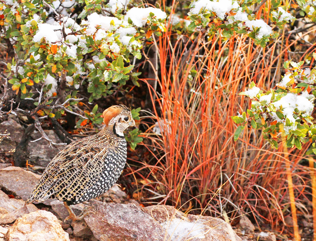 Ramos Ranch (formerly Ranney Ranch) – New Mexico Land Conservancy