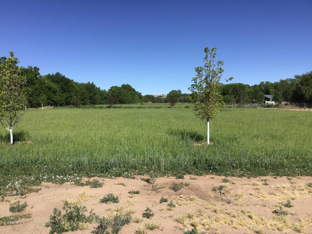 Gonzales Farmland – New Mexico Land Conservancy
