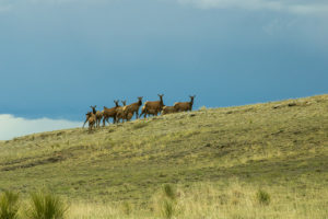 CS Ranch – New Mexico Land Conservancy