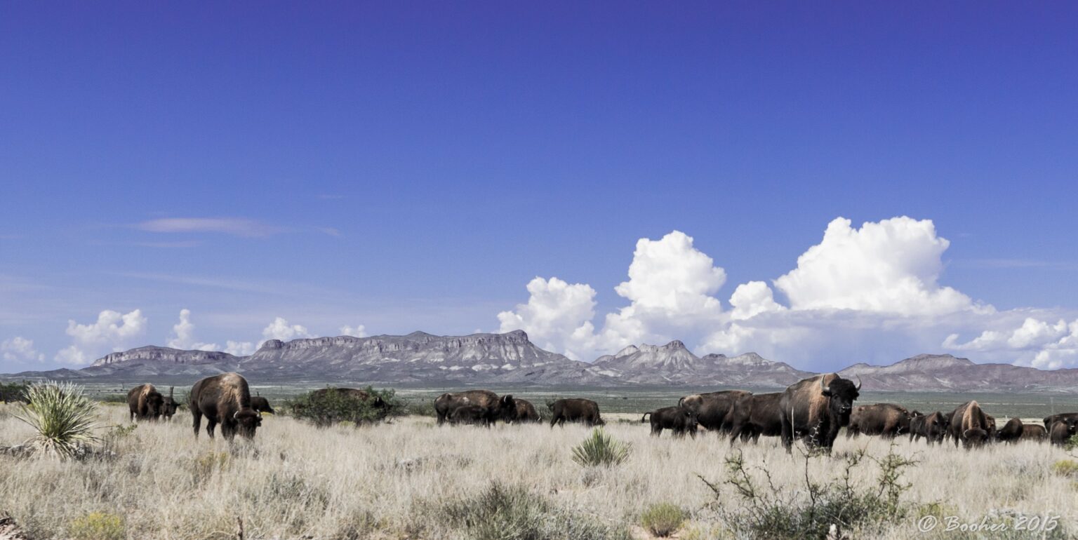 Armendaris Ranch – New Mexico Land Conservancy